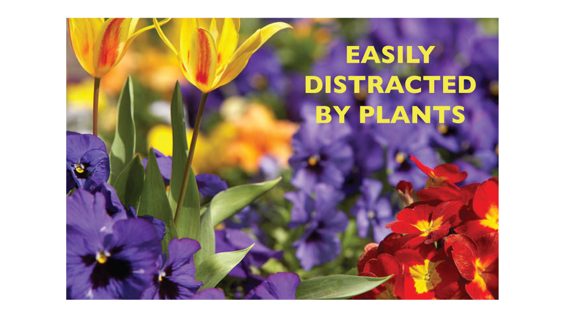 Easily Distracted By Plants Magnet